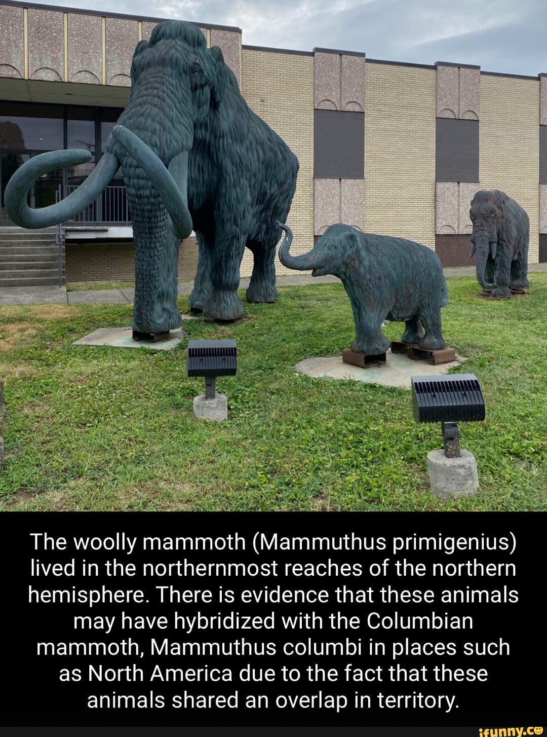 Mammuthus memes. Best Collection of funny Mammuthus pictures on iFunny