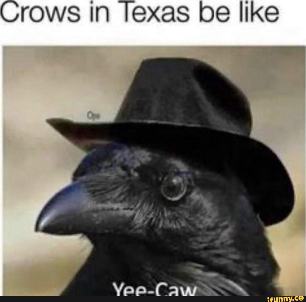 Crows memes. Best Collection of funny Crows pictures on iFunny
