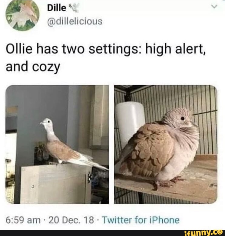 Ollie memes. Best Collection of funny Ollie pictures on iFunny
