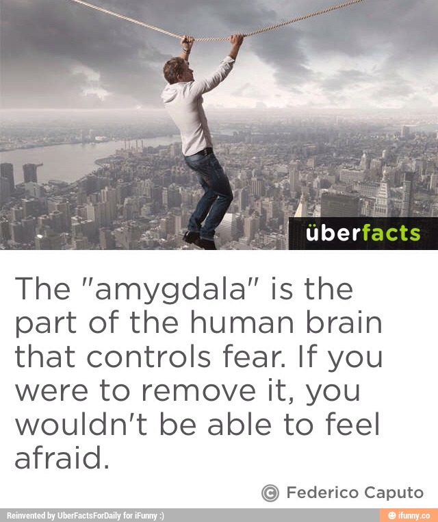 Amygdala Memes