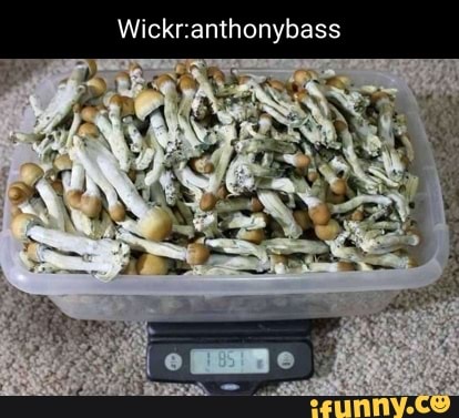 Shroomer memes. Best Collection of funny Shroomer pictures on iFunny