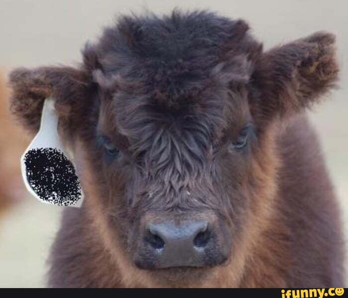 Highland_cattle memes. Best Collection of funny Highland_cattle ...