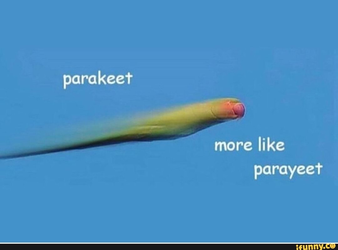 Parayeet memes. Best Collection of funny Parayeet pictures on iFunny