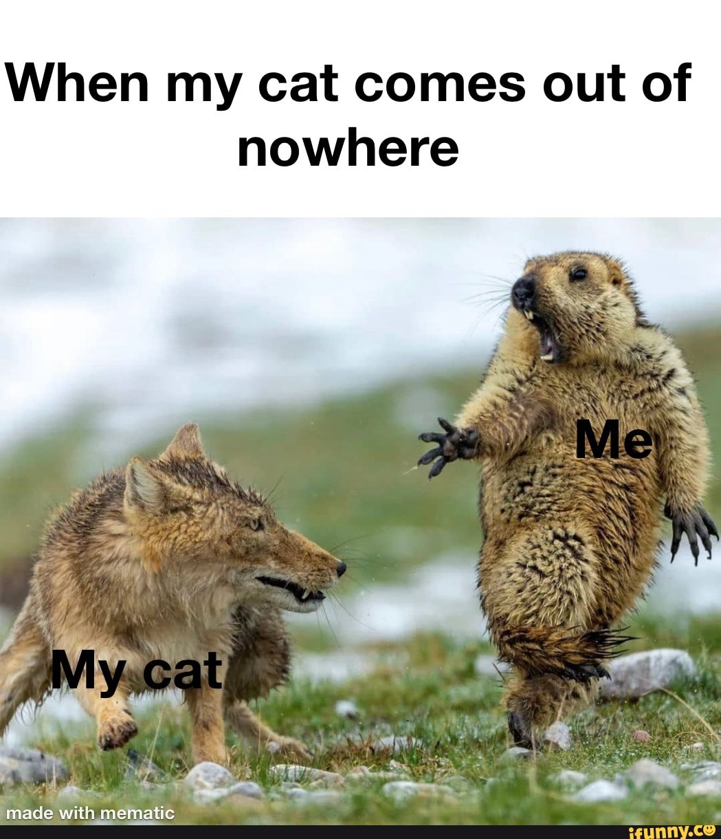 Fastcat memes. Best Collection of funny Fastcat pictures on iFunny