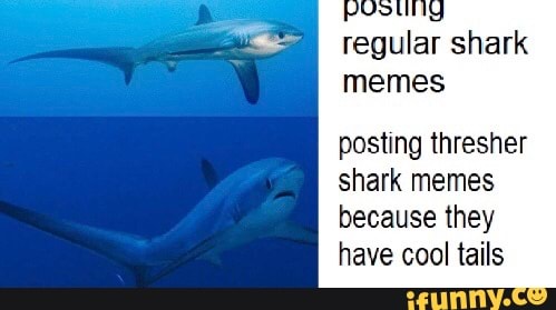 Thresher Shark Memes 🔥 Thresher Shark With Thrust