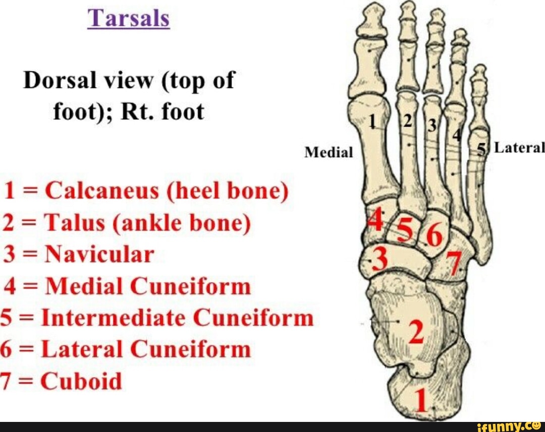 Tarsals Dorsal view (top of foot); Rt. foot Medial Lateral 1 ...