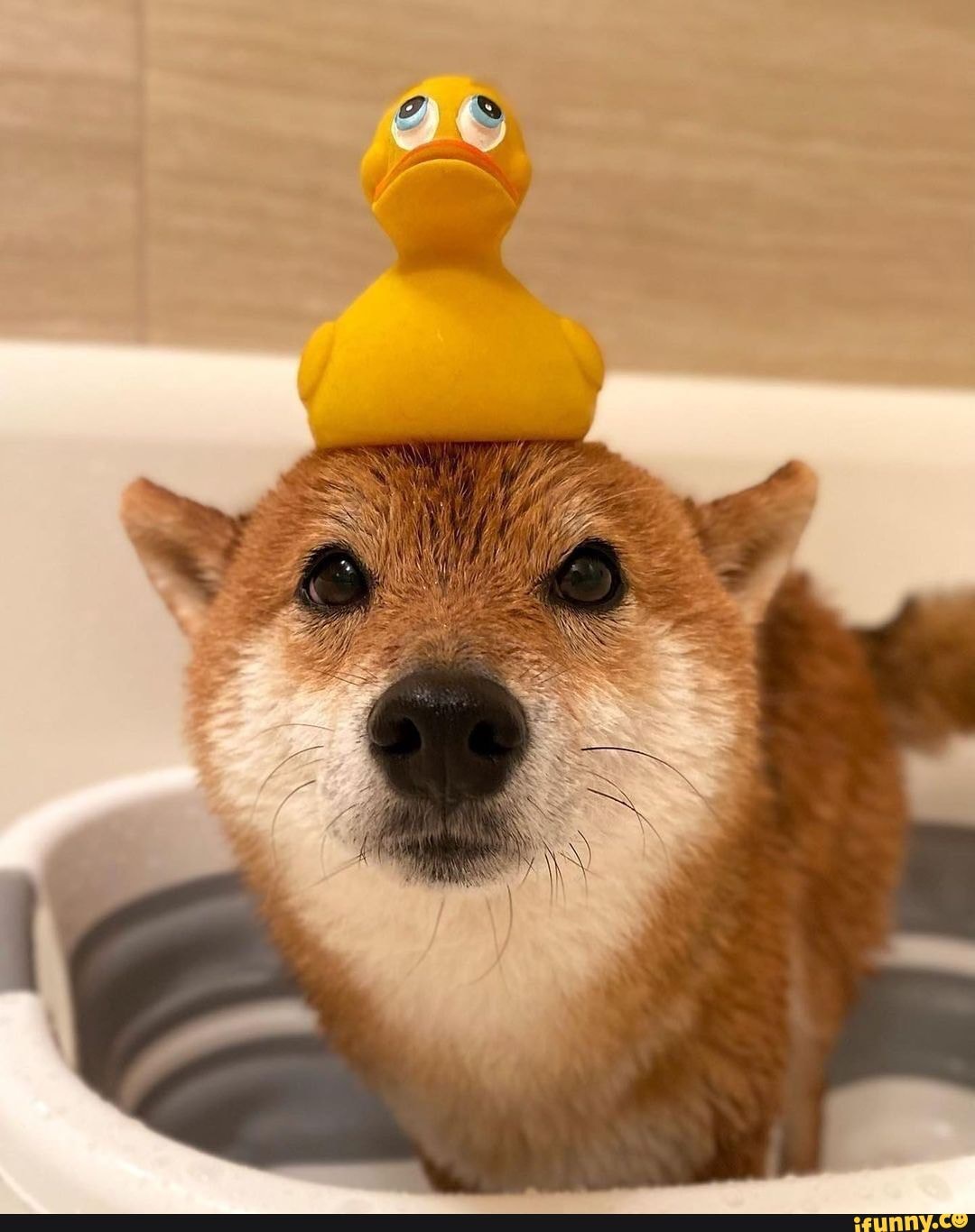 Mamesuke_57 memes. Best Collection of funny Mamesuke_57 pictures on iFunny