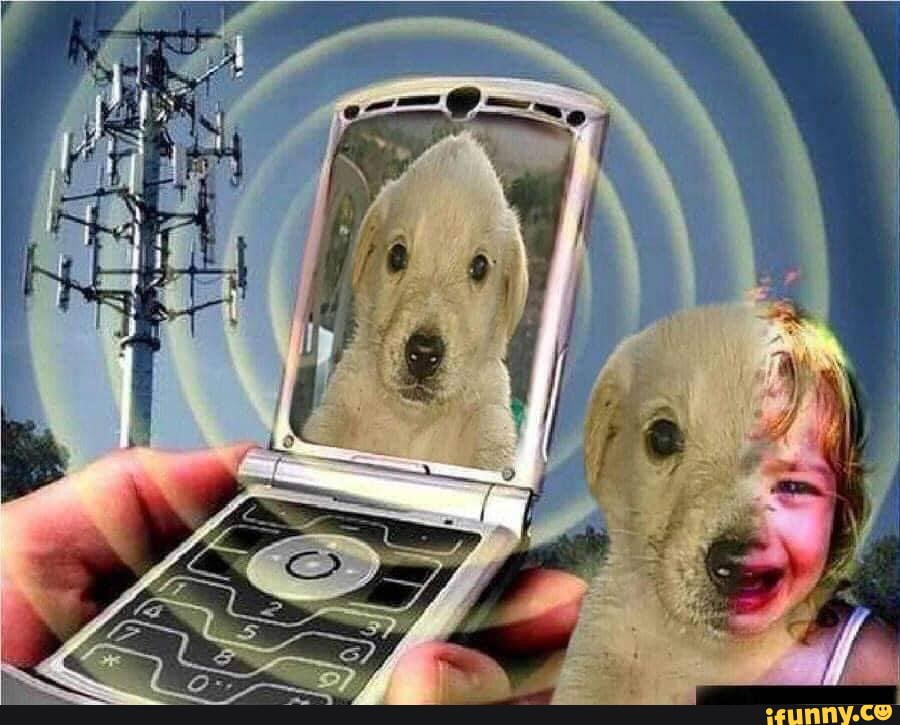 Dog 5g radiation - iFunny
