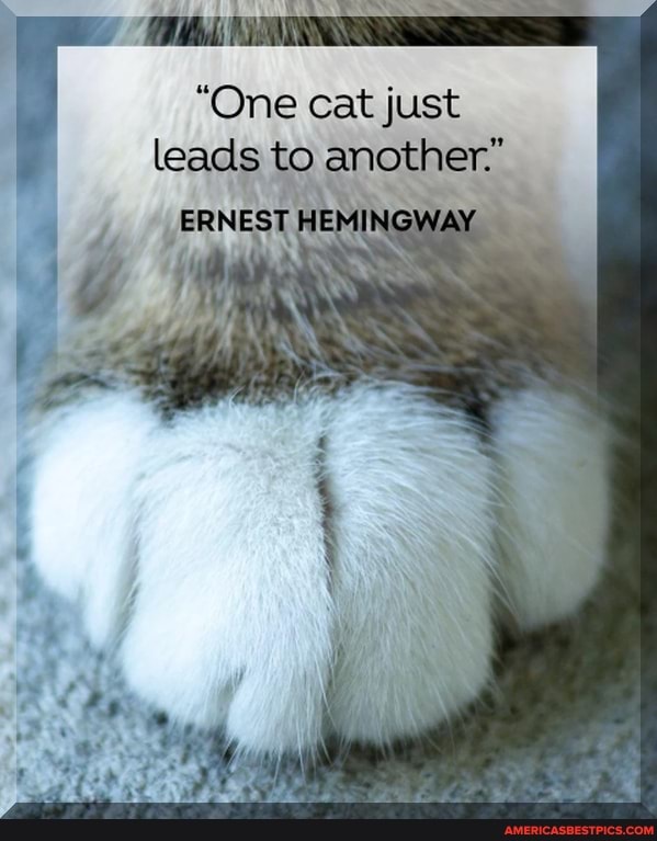 "One cat just leads to another" ERNEST HEMINGWAY - America’s best pics ...
