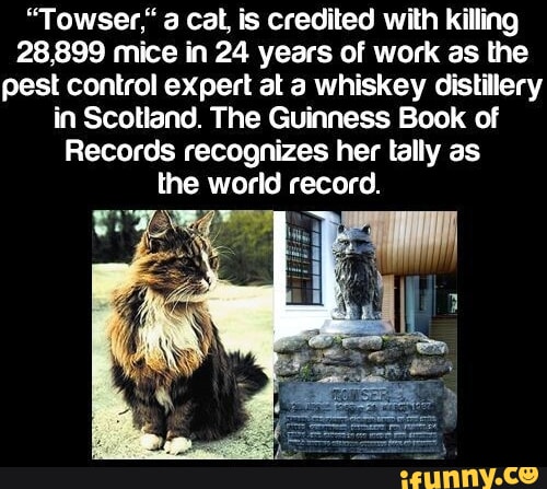 "Towser," a cat, is credited with killing 28,899 mice in 24 years of ...