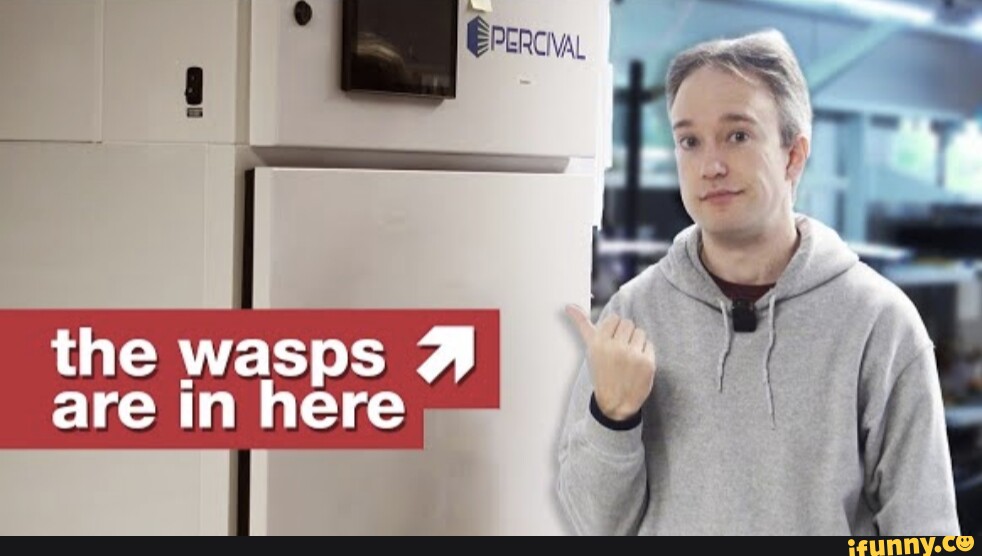 The wasps are in here - iFunny