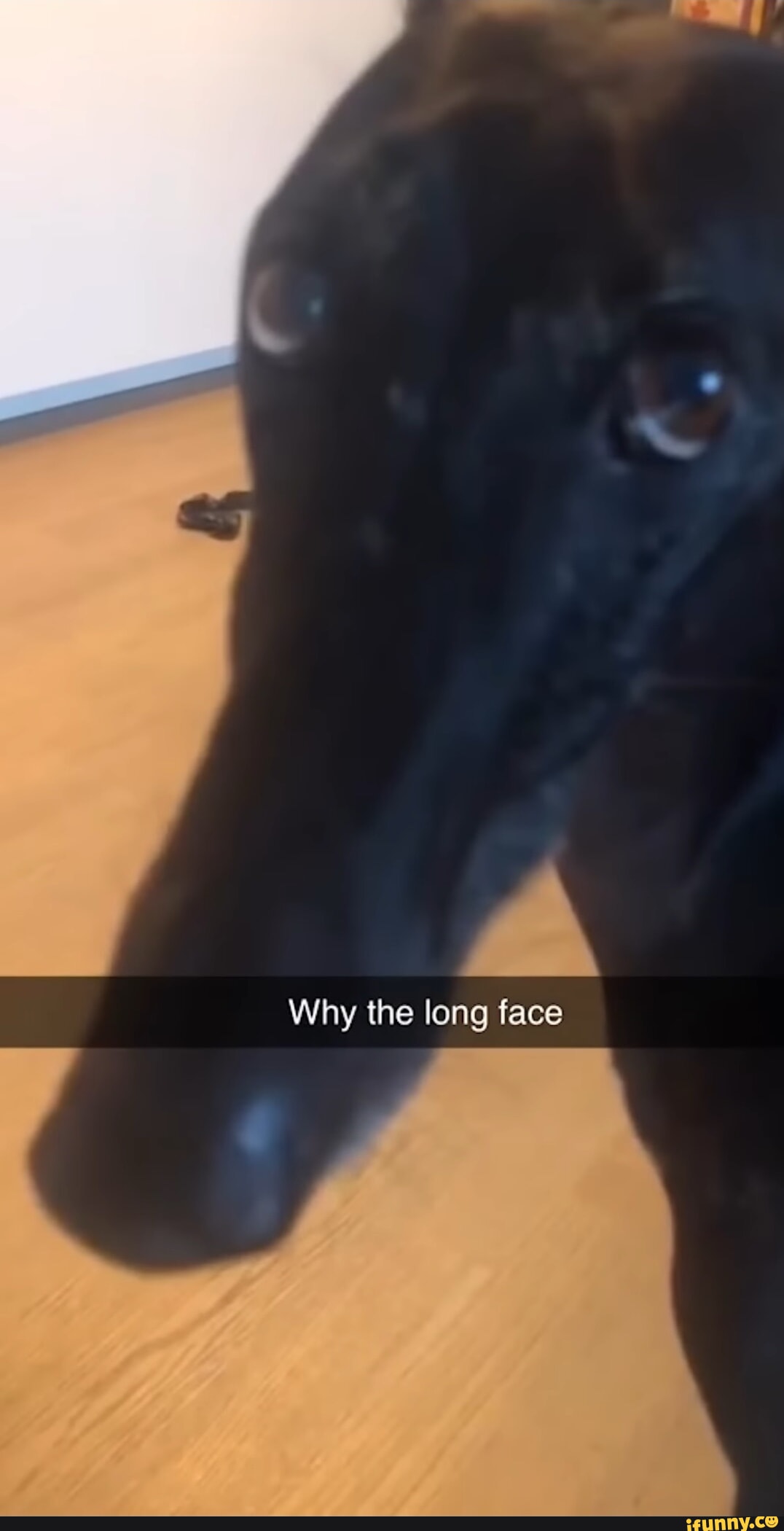 Why the long face - iFunny