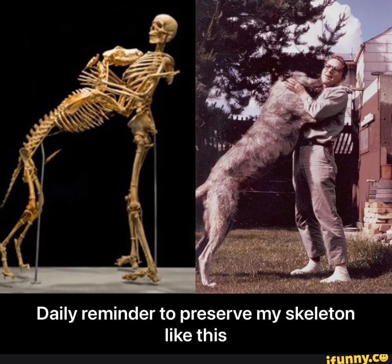 Never gets old The horngus of a dongfish is attached by a scungle to a ...