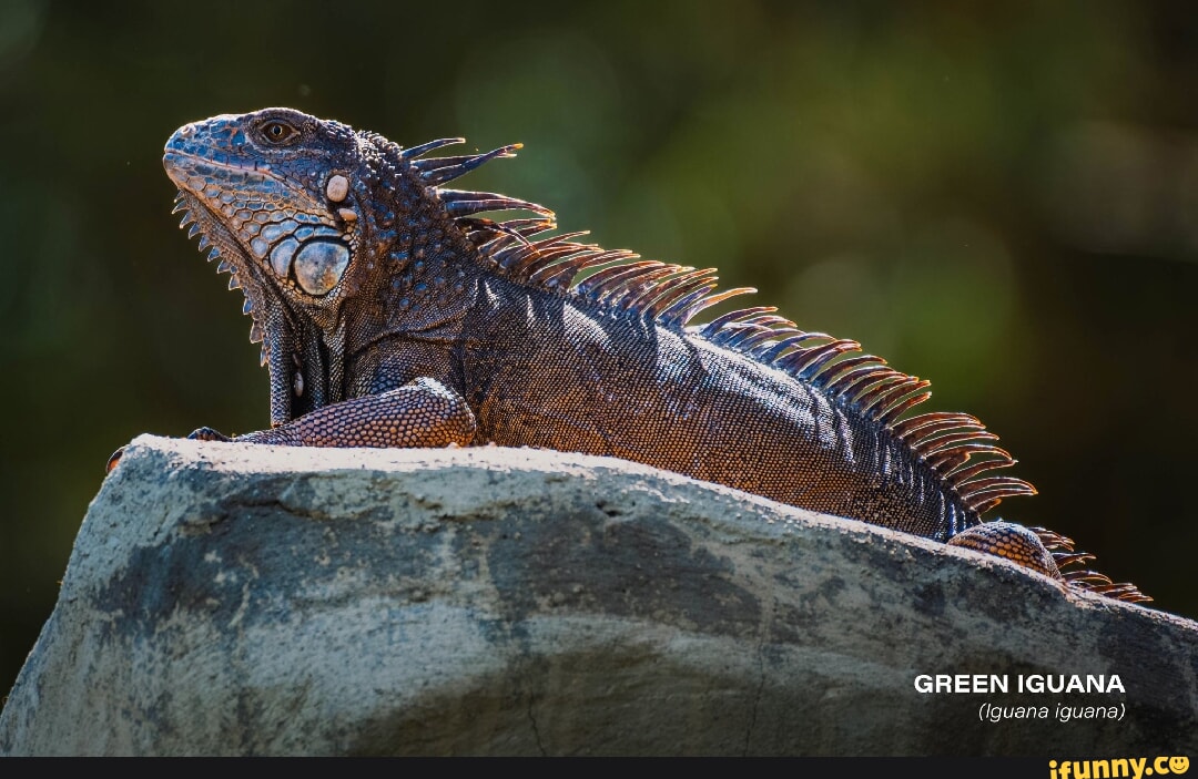 Iguana memes. Best Collection of funny Iguana pictures on iFunny