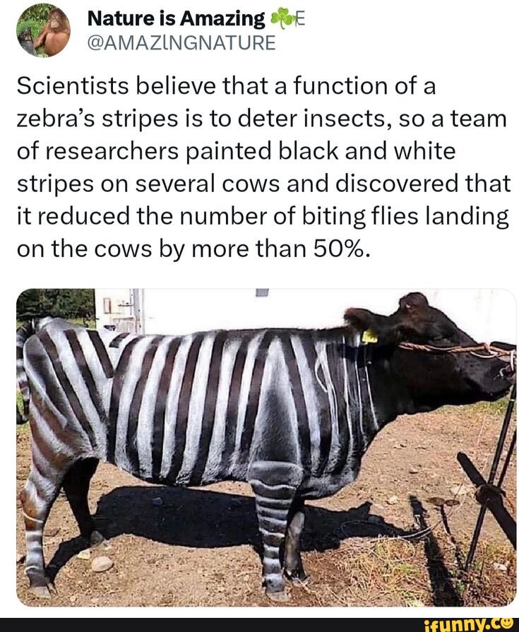 Nature Is Amazing Scientists believe that a function of a zebra's ...