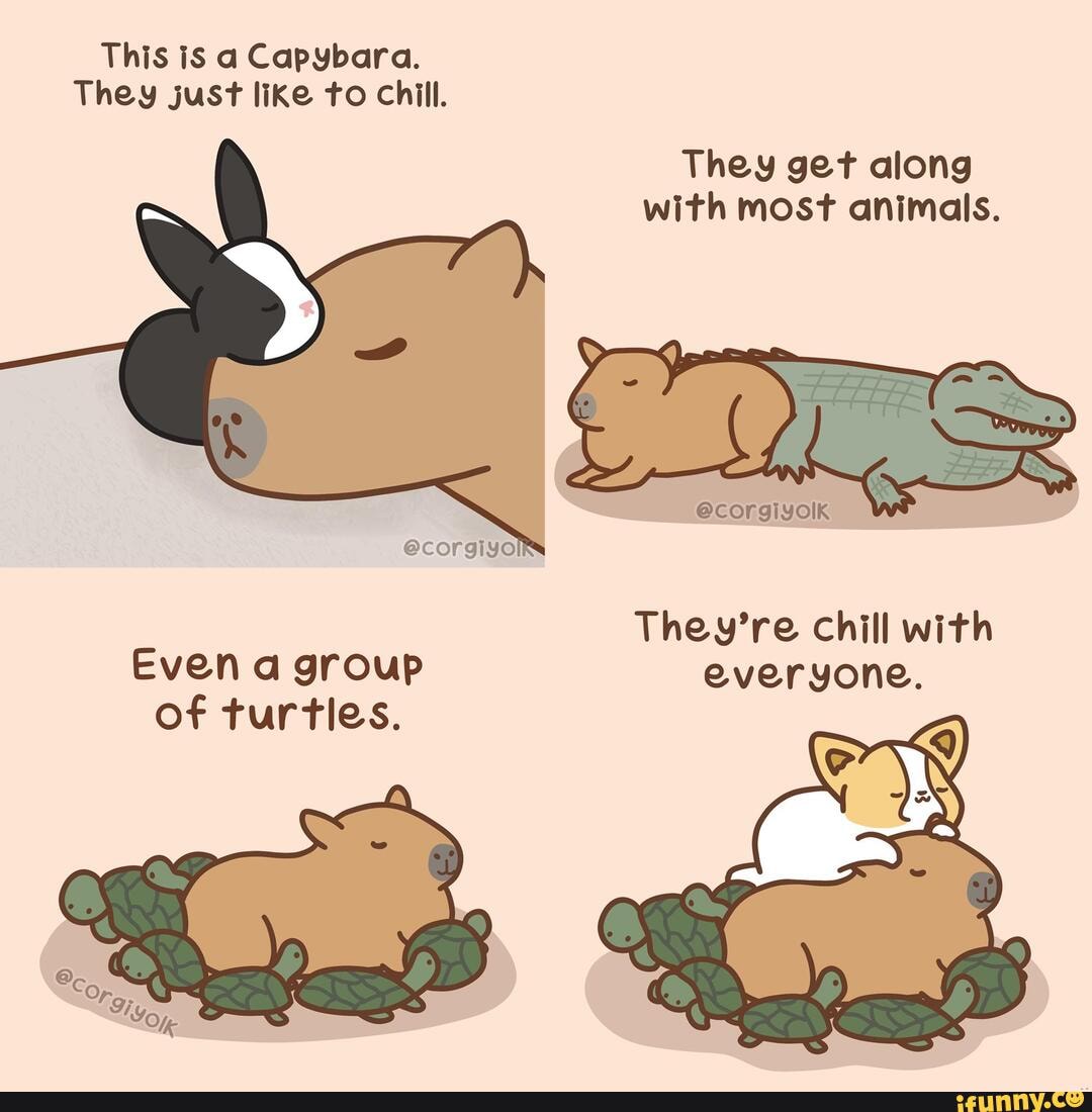 Lol a funnie - This is a Capybara. They juSt like to chill. They get ...