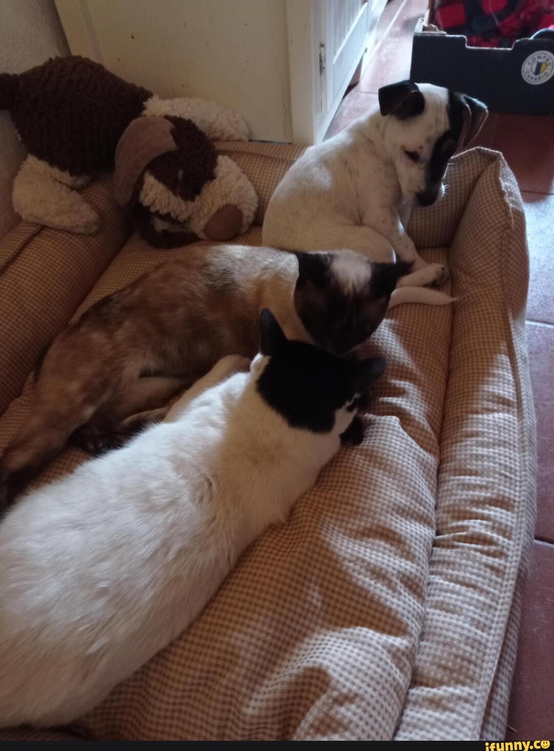 Canoodling memes. Best Collection of funny Canoodling pictures on iFunny