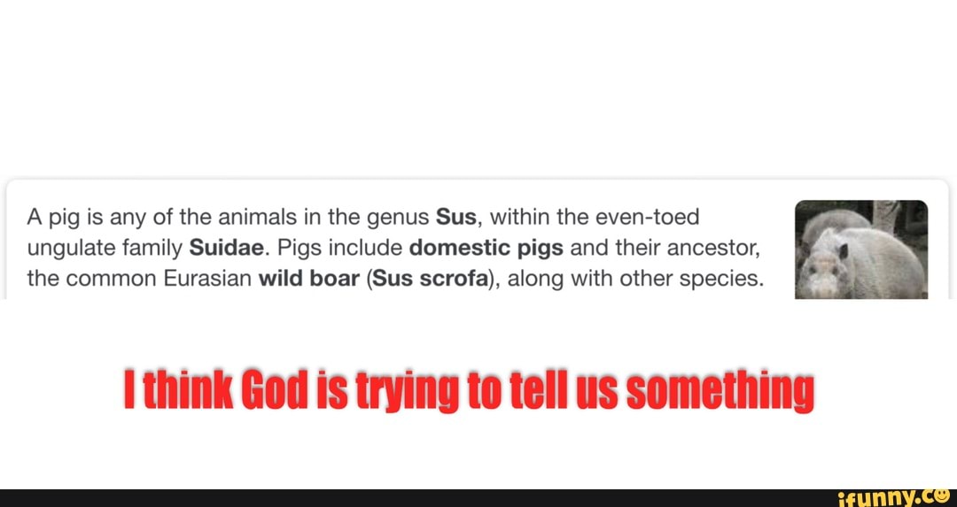 A pig is any of the animals in the genus Sus, within the even-toed ...