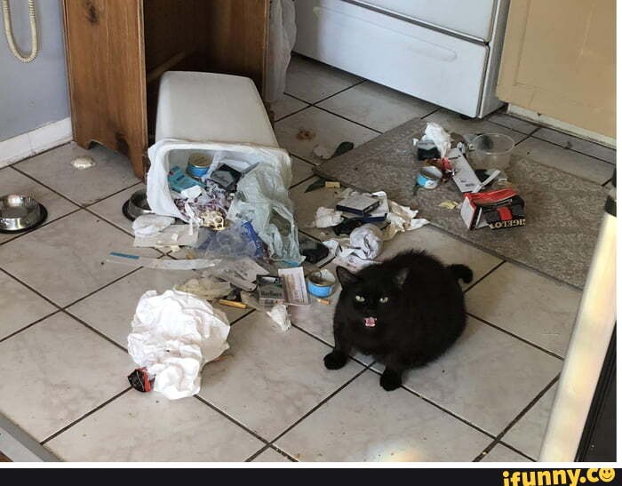 Cat_food memes. Best Collection of funny Cat_food pictures on iFunny