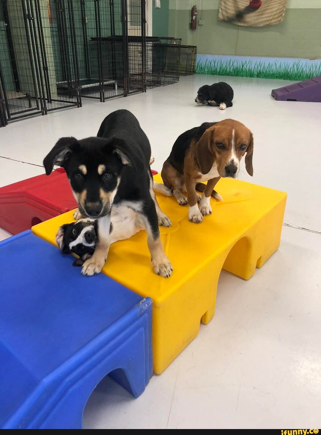 Beagle memes. Best Collection of funny Beagle pictures on iFunny