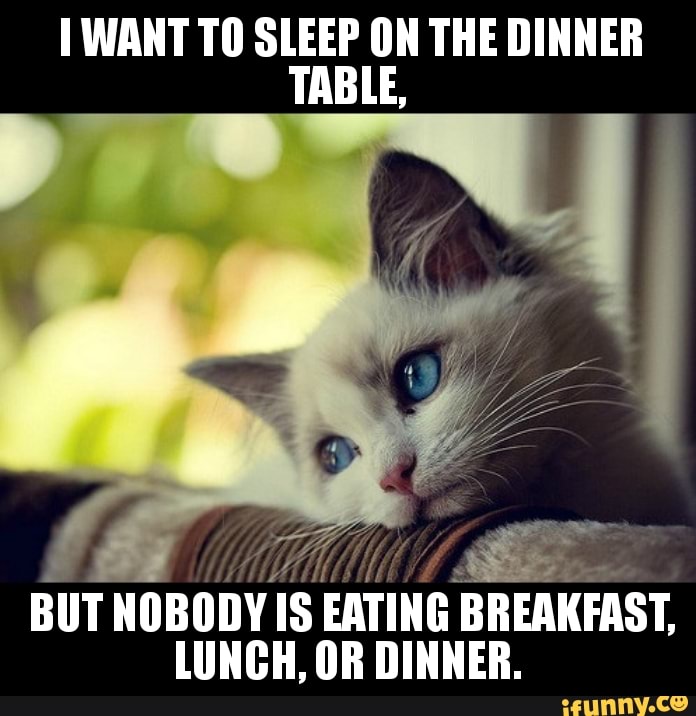WANT TO SLEEP ON THE DINNER TABLE, BUT NOBODY IS EATING BREAKFAST ...