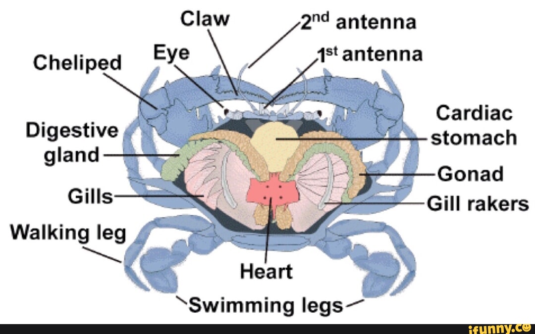 Antenna Cheliped antenne Cardiac Digestive stomach gland I Gonad Gill ...
