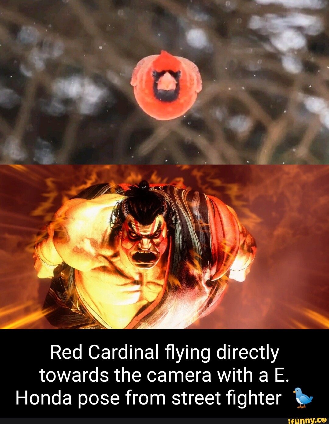 Red Cardinal flying directly towards the camera with a E. Honda pose ...