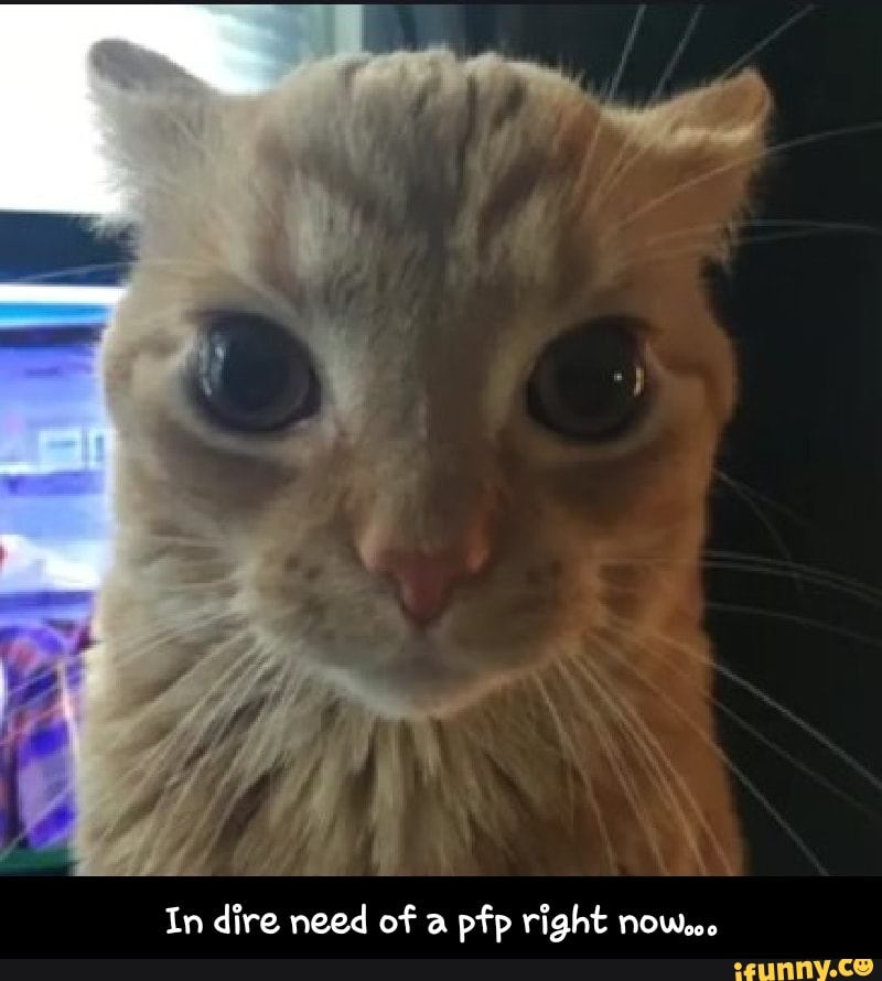 In dire need of a pfp right now... - iFunny