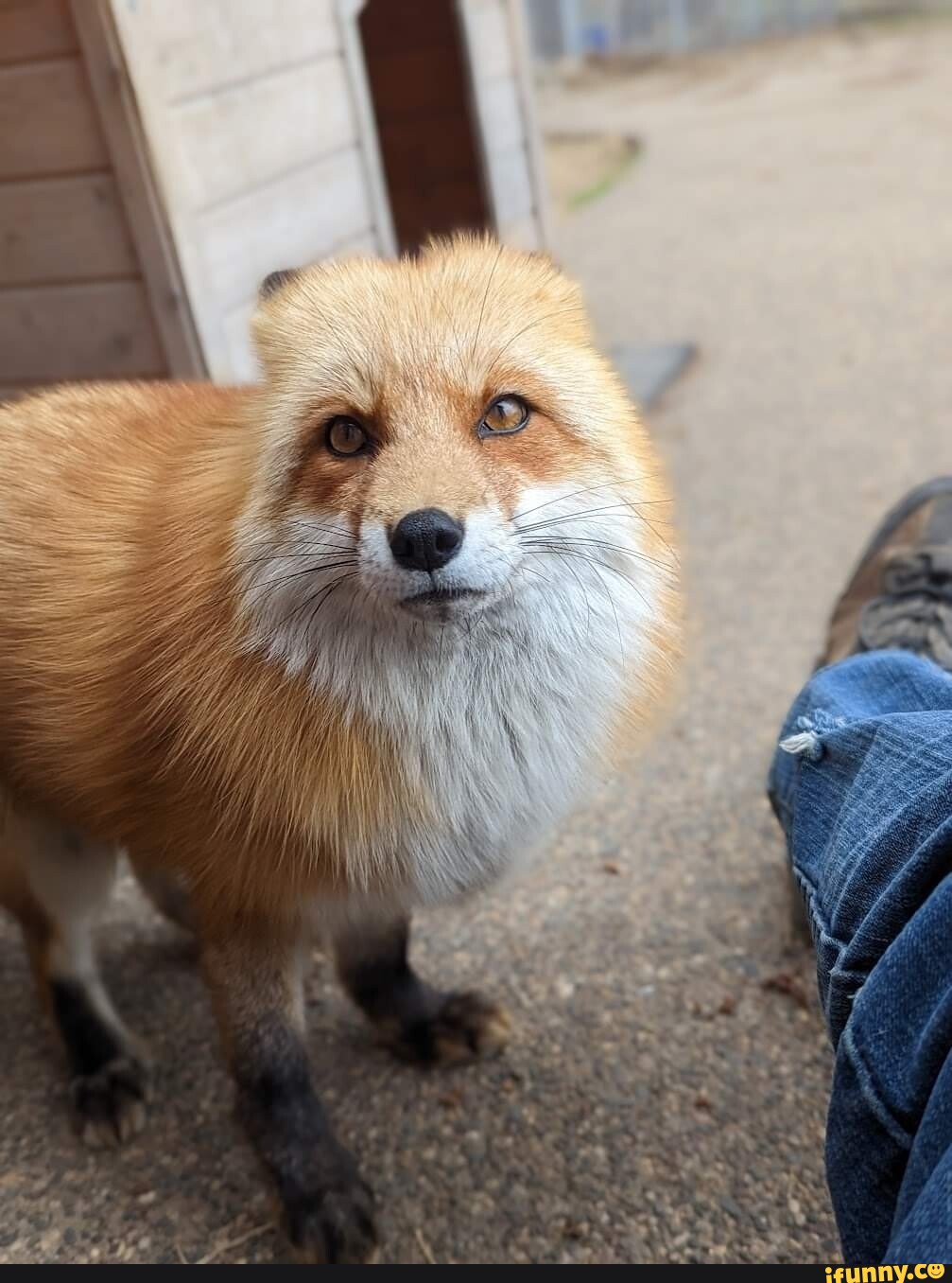 Dixiedo memes. Best Collection of funny Dixiedo pictures on iFunny