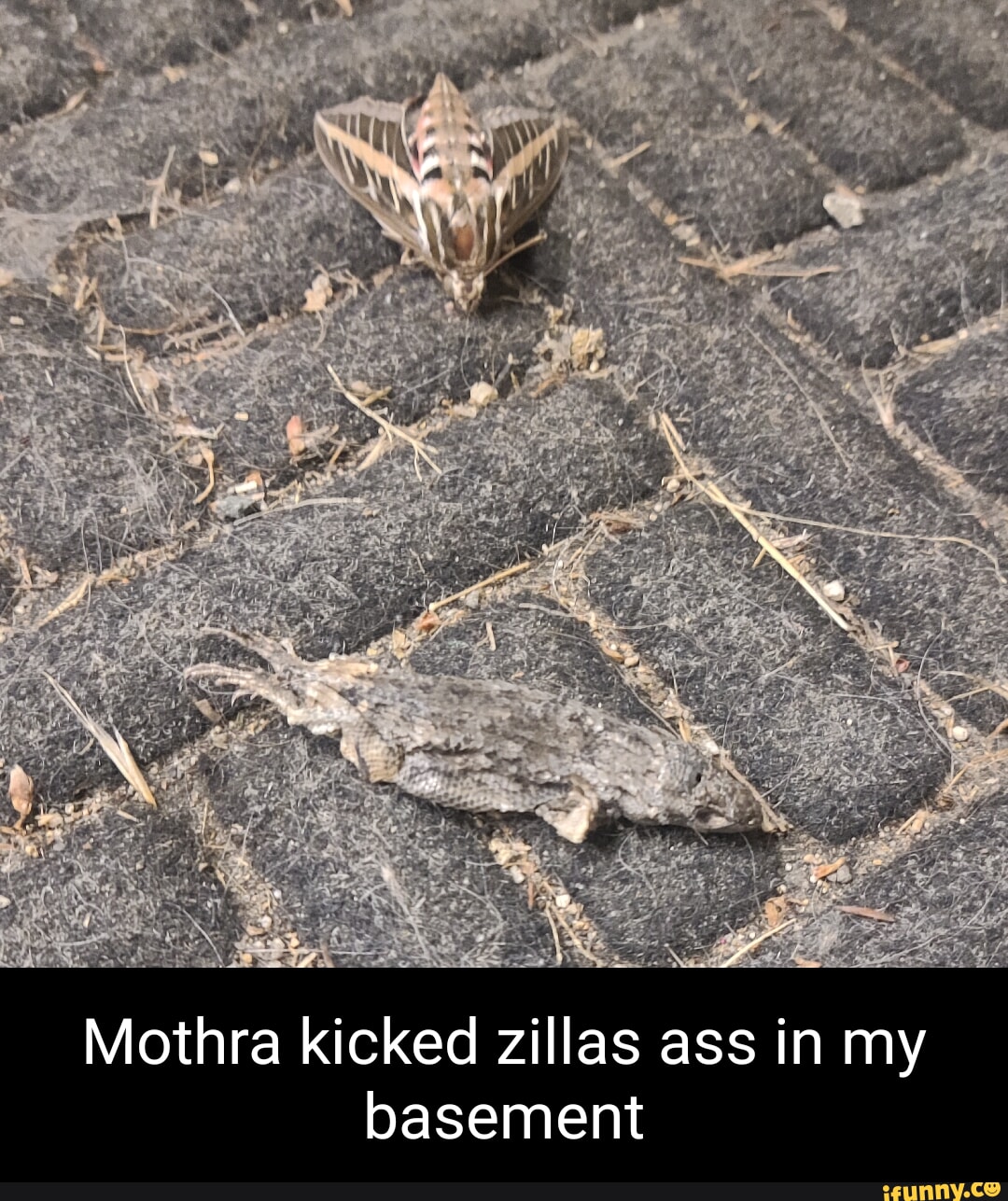 Mothra memes. Best Collection of funny Mothra pictures on iFunny