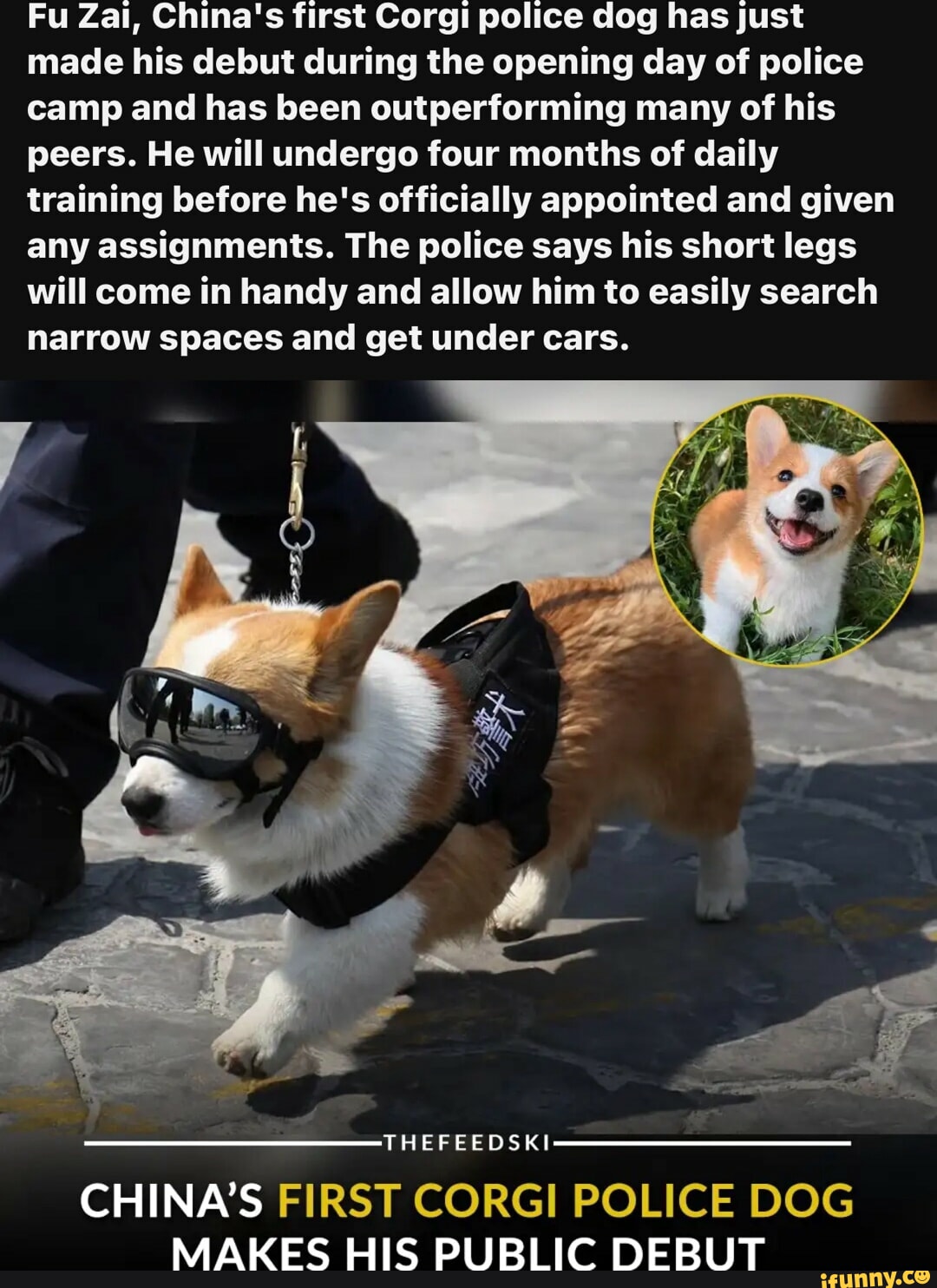 Fu Zai, China's first Corgi police dog has just made his debut during ...
