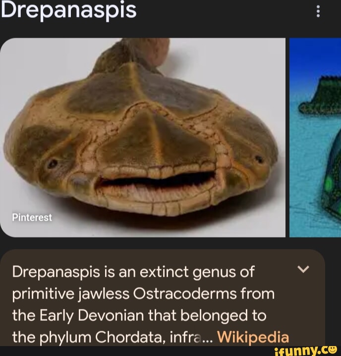 Drepanaspis Pinterest Drepanaspis is an extinct genus of primitive ...