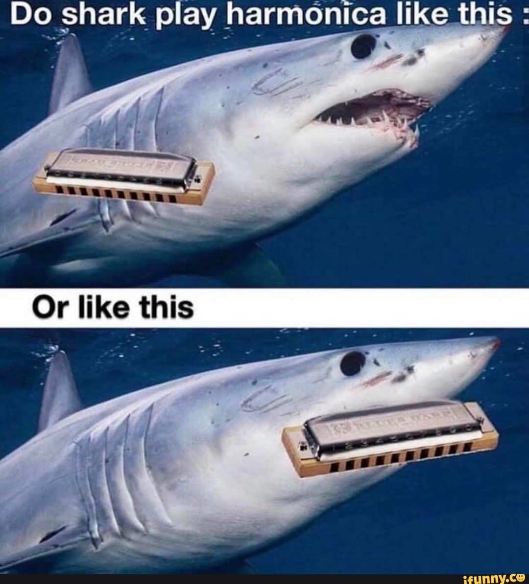Do shark play harmonica like this Or like this - iFunny