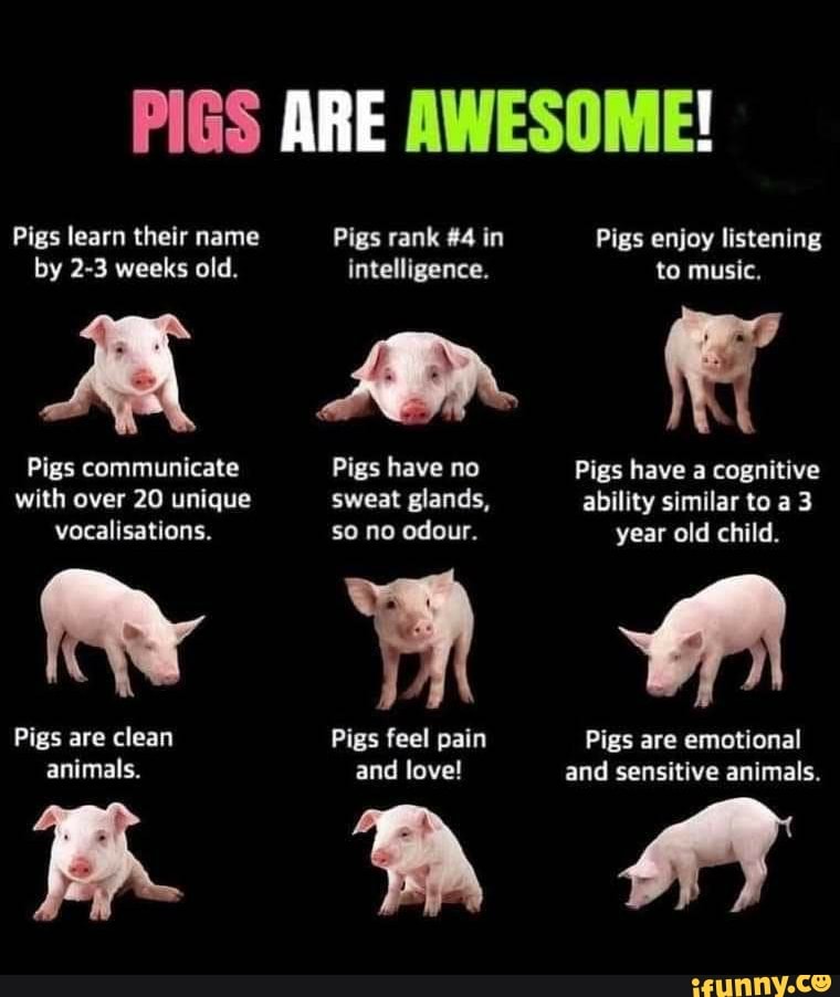 Vocalisations memes. Best Collection of funny Vocalisations pictures on ...