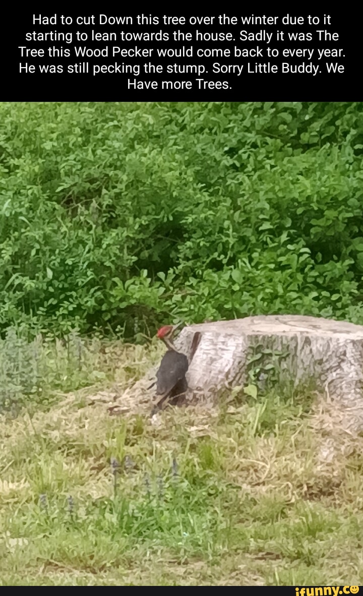 Woodpecker memes. Best Collection of funny Woodpecker pictures on iFunny