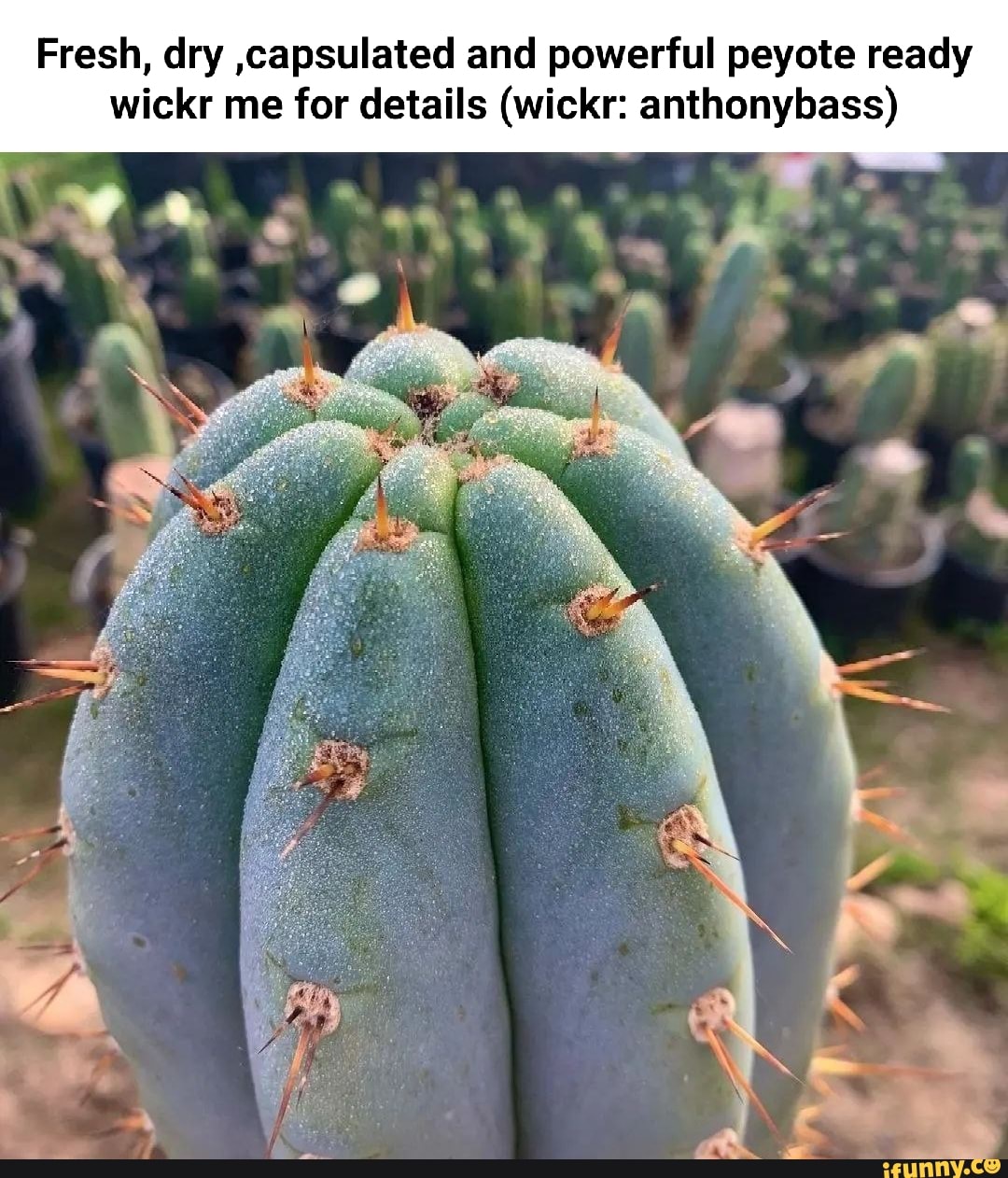Fresh, dry ,capsulated and powerful peyote ready wickr me for details ...