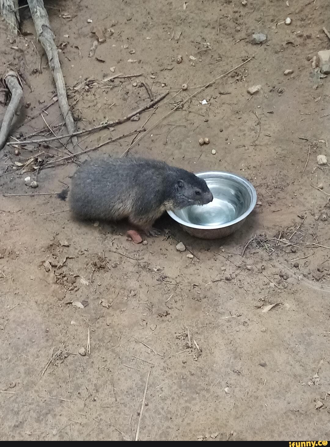 Marmots memes. Best Collection of funny Marmots pictures on iFunny