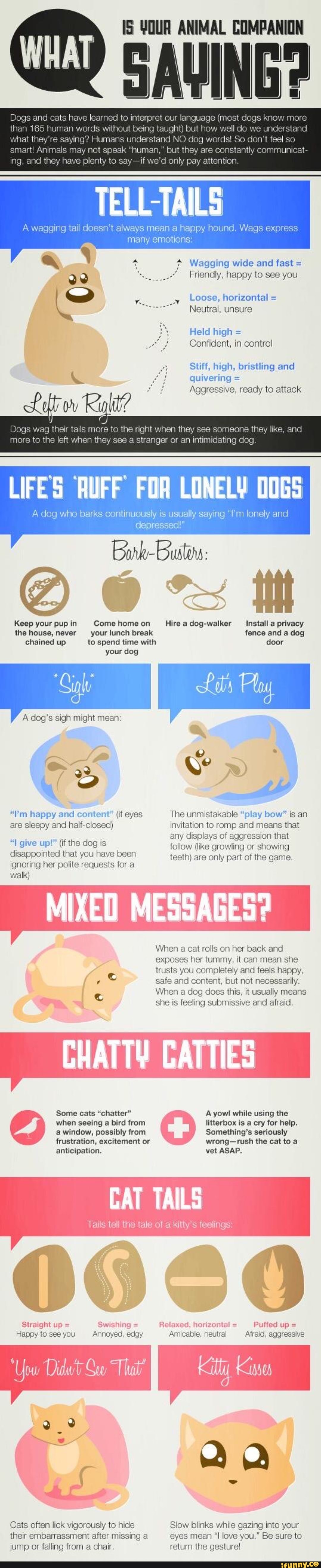 Can Cats And Dogs Understand Human Language