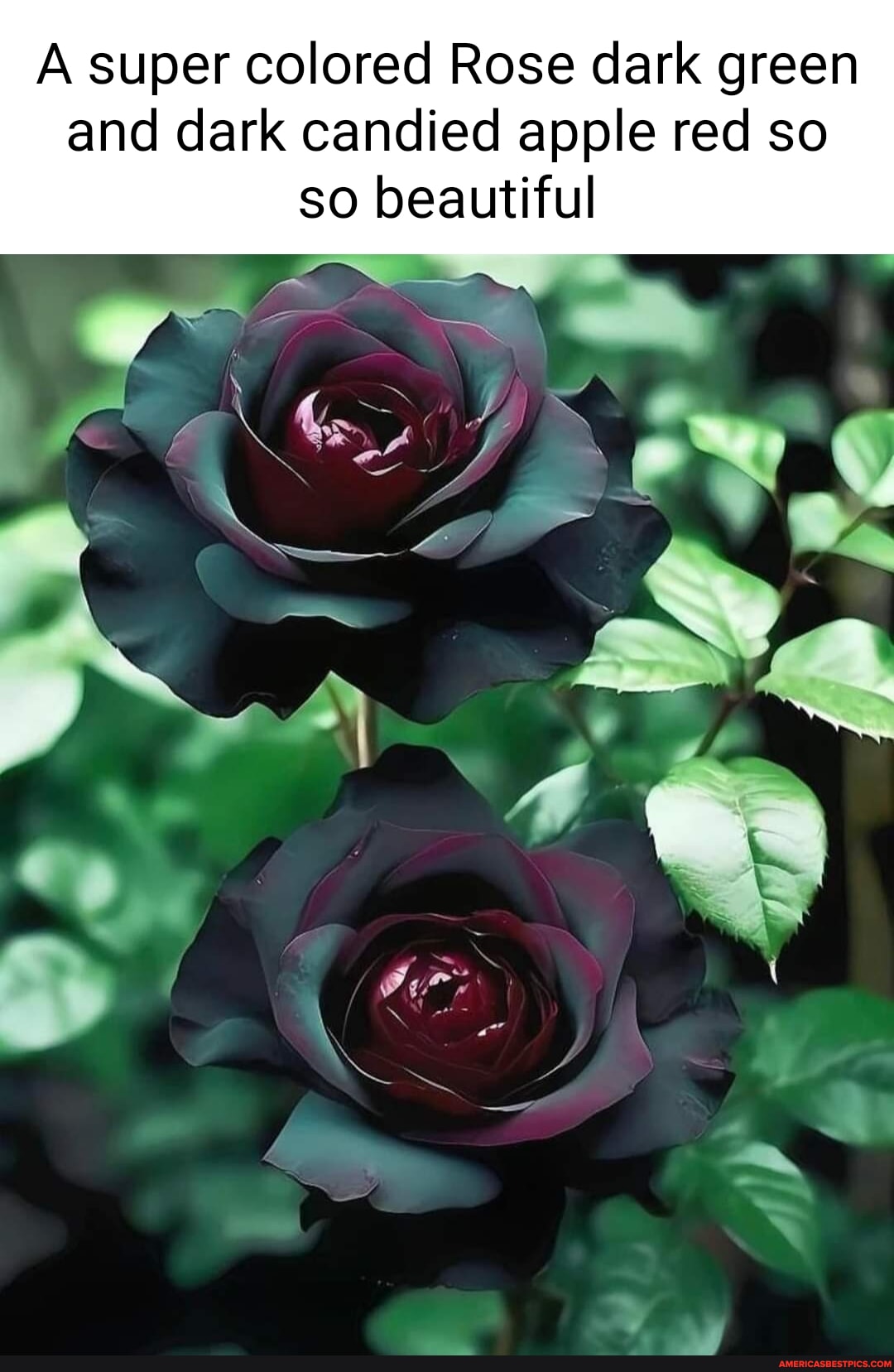 A super colored Rose dark green and dark candied apple red so so ...