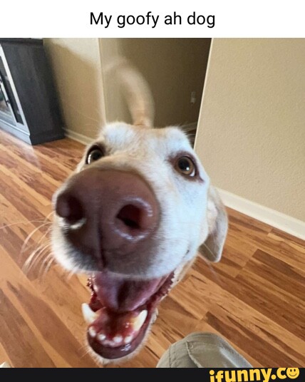 My goofy ah dog - iFunny