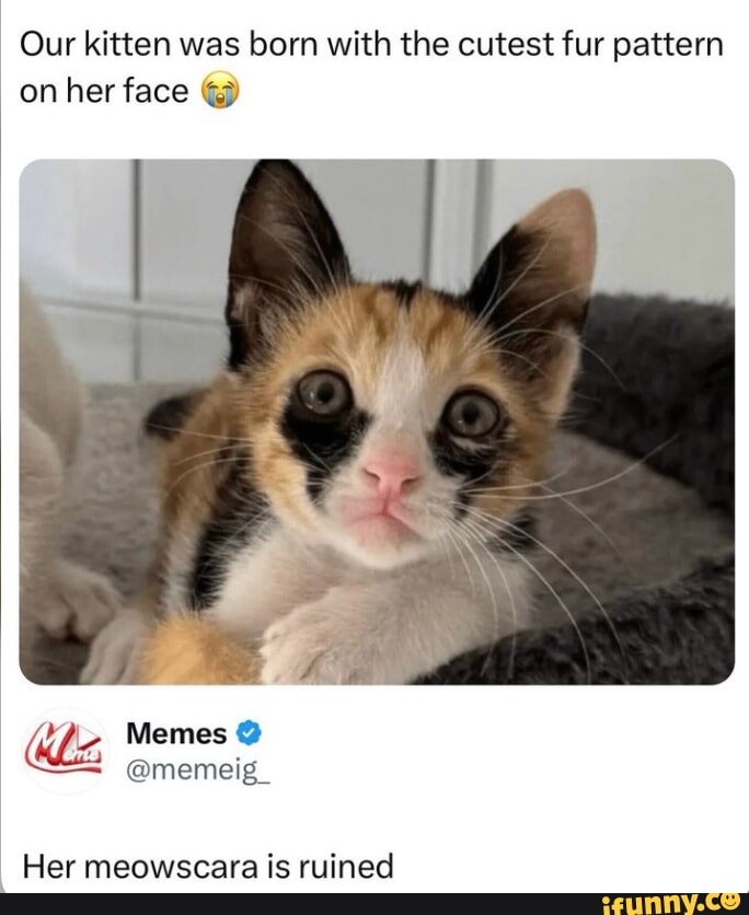 Our kitten was born with the cutest fur pattern on her face Memes @ Her ...