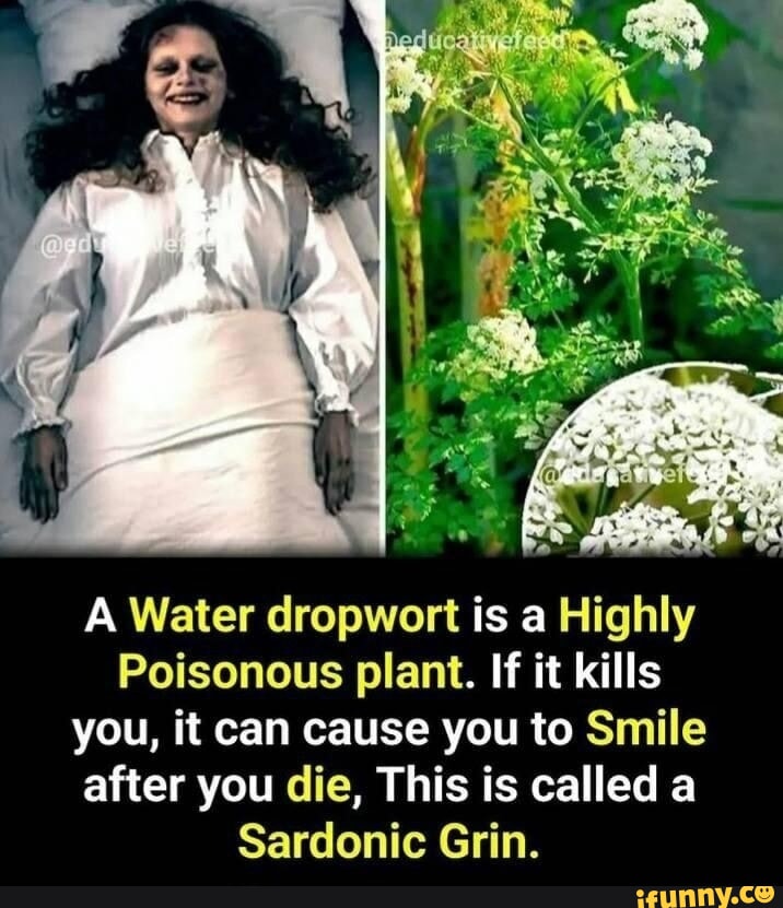 A Water dropwort is a Highly Poisonous plant. If it kills you, it can ...