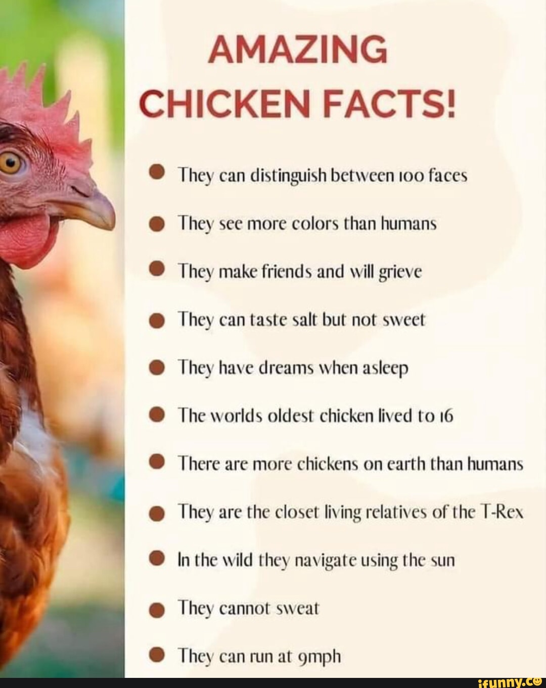 AMAZING CHICKEN FACTS! They can distinguish between 100 faces They see ...