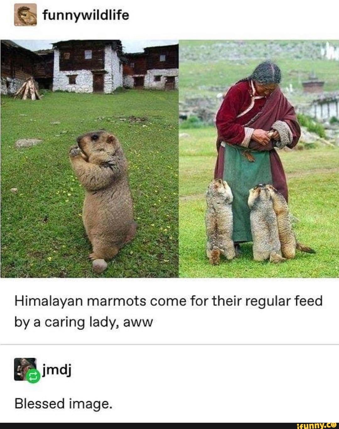 Himalayan marmots come for their regular feed by a caring lady, aww BA ...