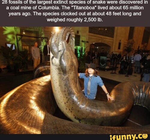 Fossils of the largest extinct species of snake were discovered In a ...