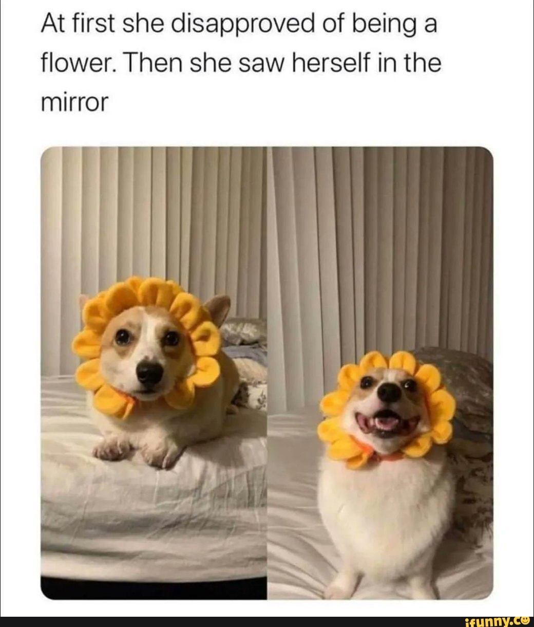 Disapproved memes. Best Collection of funny Disapproved pictures on iFunny