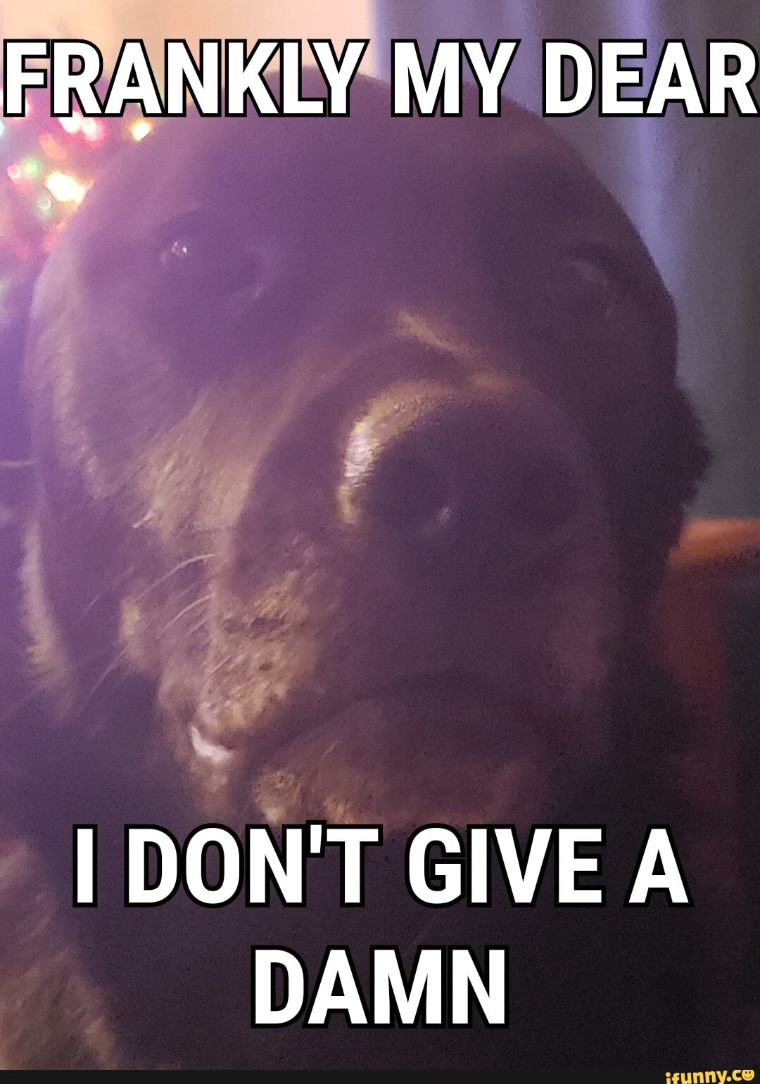 I Dont Give A Damn Meme