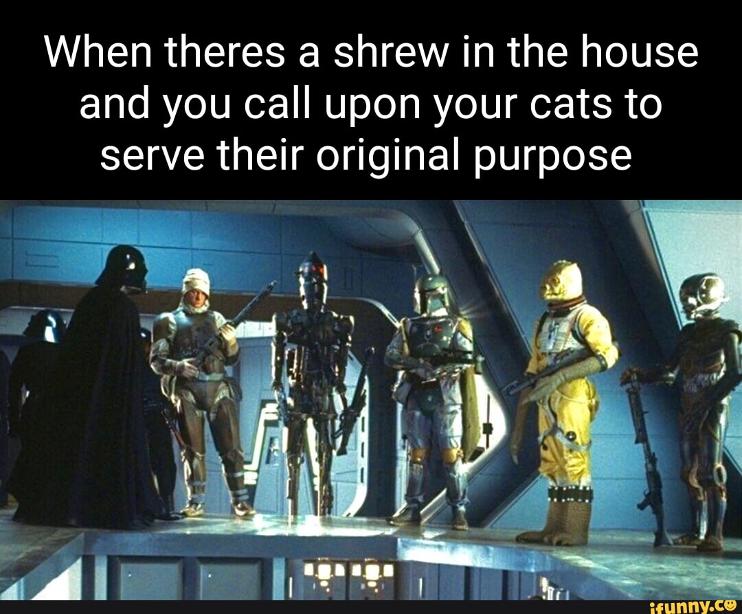 Shrew memes. Best Collection of funny Shrew pictures on iFunny