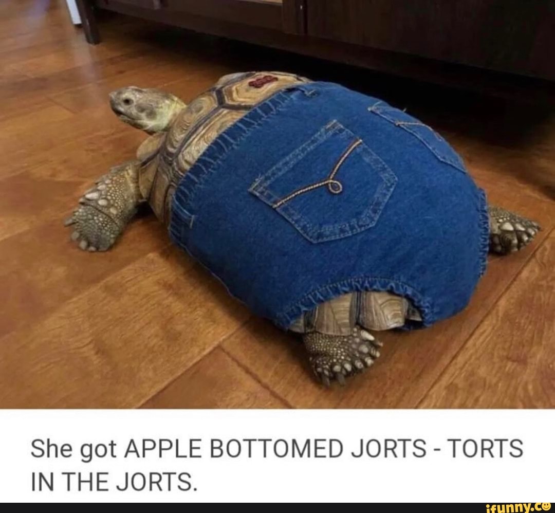 Torts memes. Best Collection of funny Torts pictures on iFunny