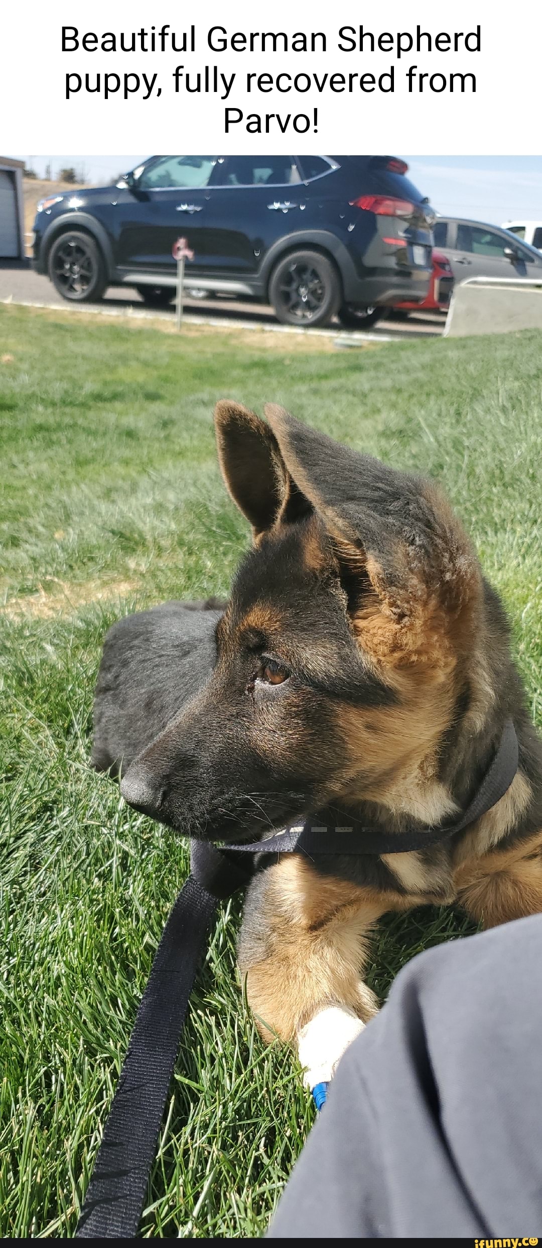 Parvo memes. Best Collection of funny Parvo pictures on iFunny